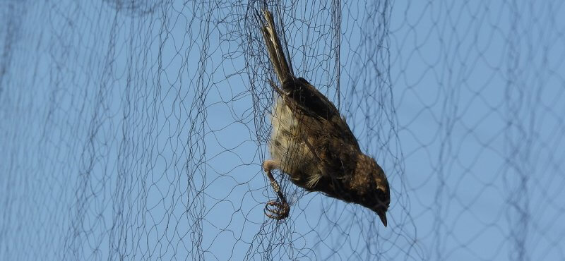 This Is The Horrible Truth About Bird Netting