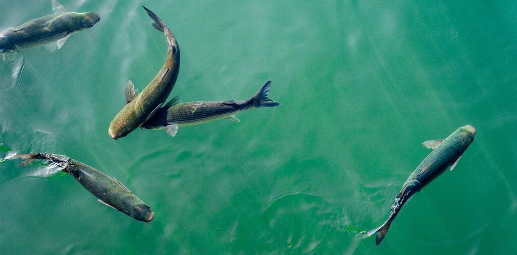 The Most Effective Bird Deterrent Device to Protect Fish from Birds